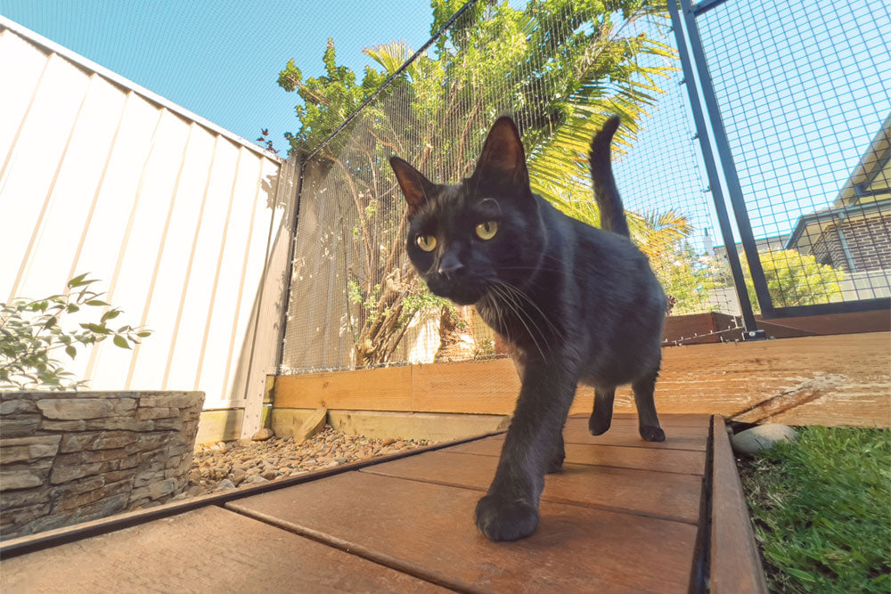 Creating a safe space for your cat | Cat Nets – Catnets