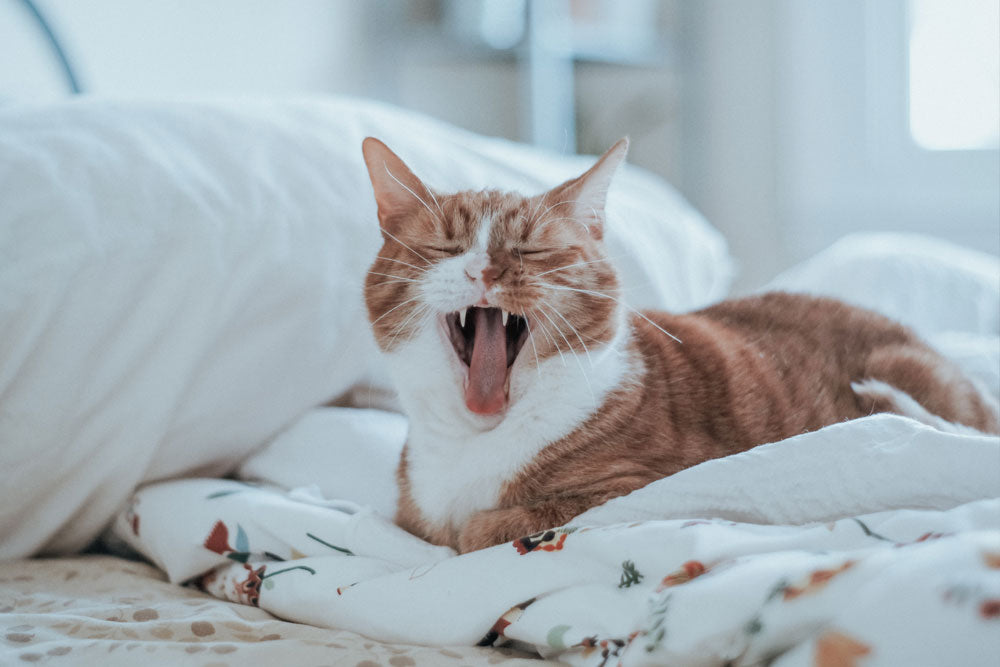Warning: Adolescence Ahead! | Cat Nets – Catnets