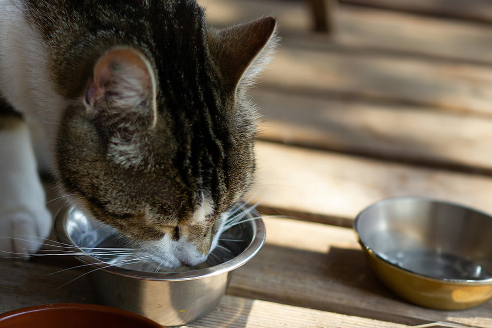 A Cat Owner’s Guide to Normal drinking Patterns – Catnets