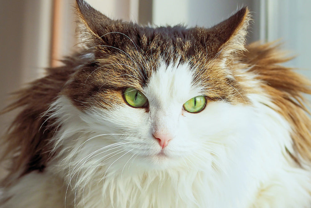 Cat Lovers guide to the Norwegian Forest Cat – Catnets