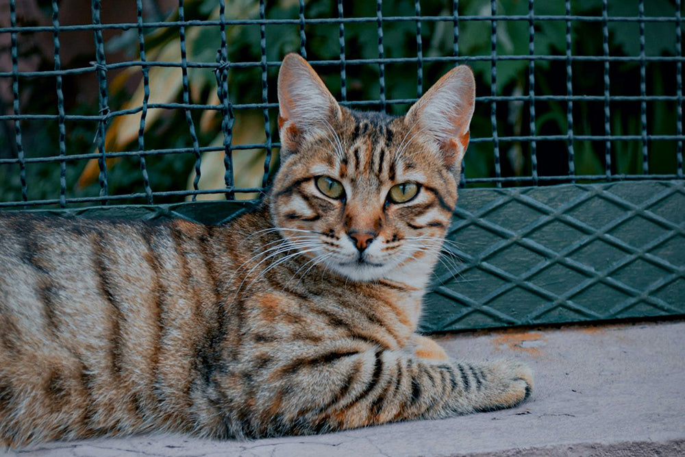 Grey Toyger Cat