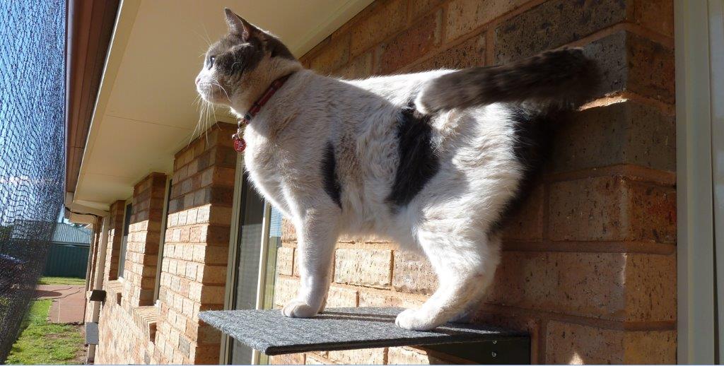 Gallery – Catnets
