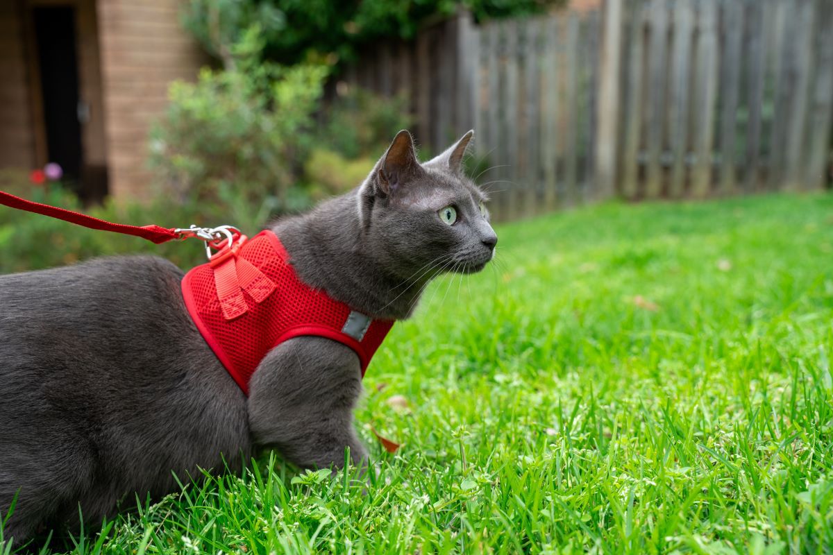 Cat Harness with Vest - Red – Catnets