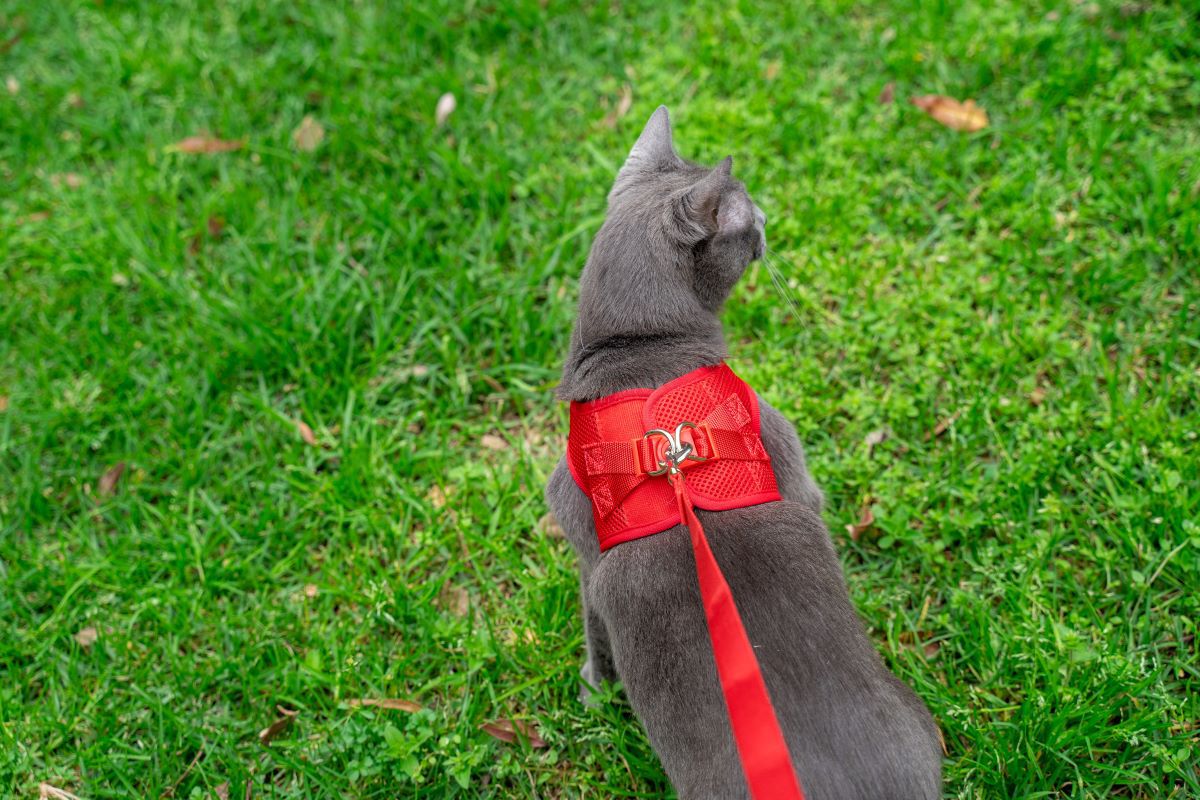 Cat Harness with Vest - Red – Catnets