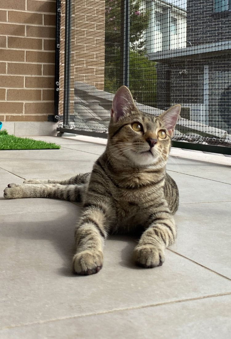 Catnets | Cat Enclosures, Cat nets, Cat Netting, Cat Runs, Containment