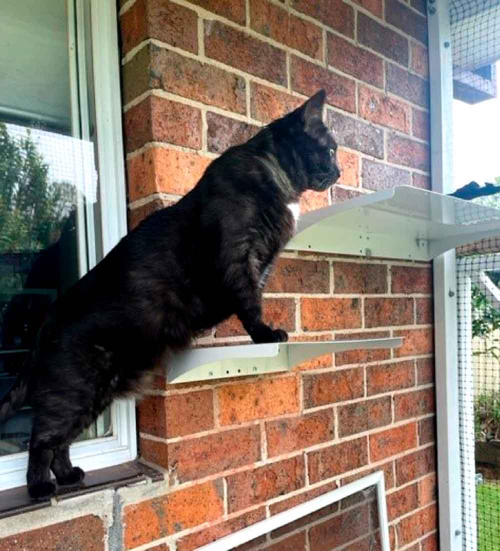 Carpeted Large Cat Climbing Platform – Catnets