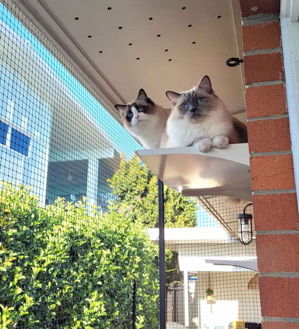 Carpeted Large Cat Climbing Platform – Catnets